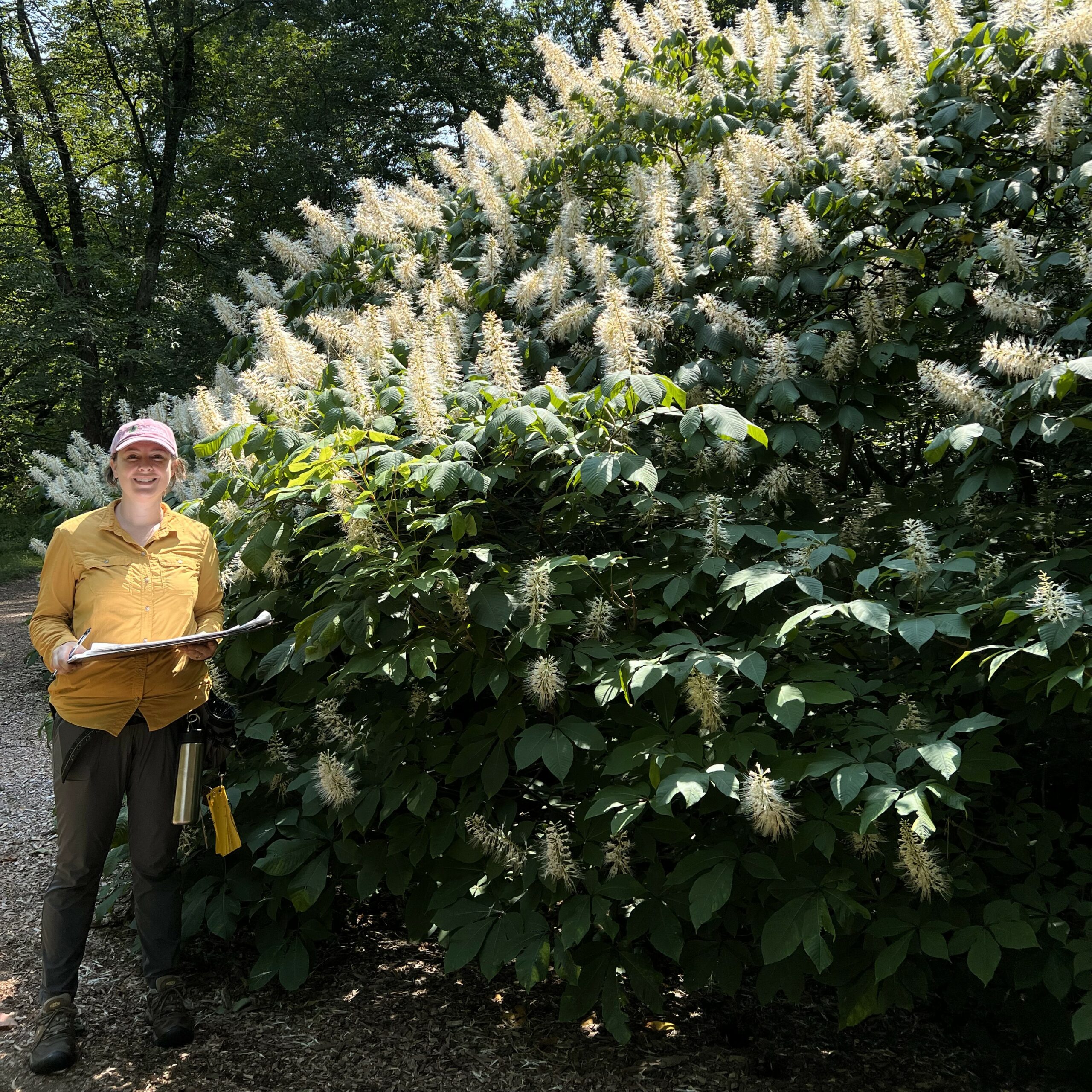 The Arnold Arboretum of Harvard University | Arnold Arboretum