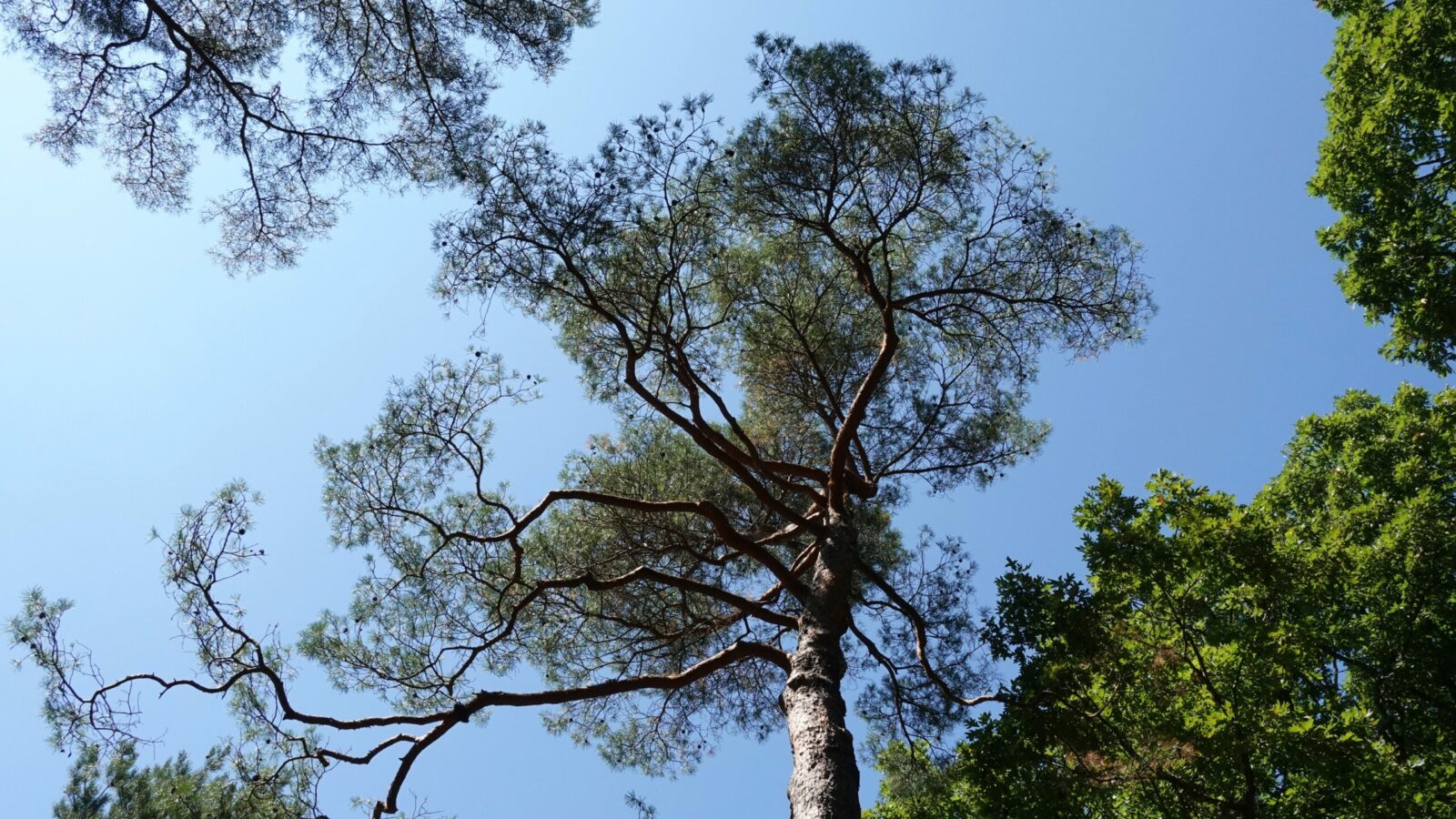 The Arnold Arboretum of Harvard University | Arnold Arboretum