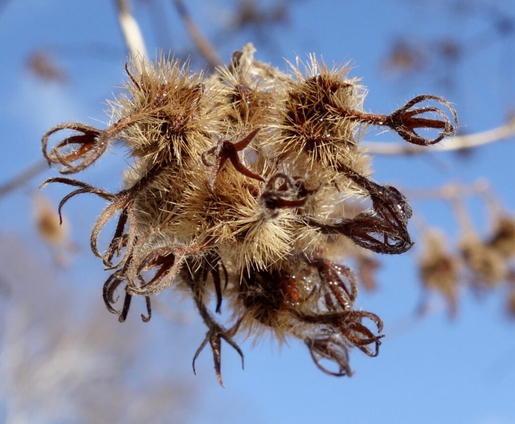 Beauty Bush - Arnold Arboretum