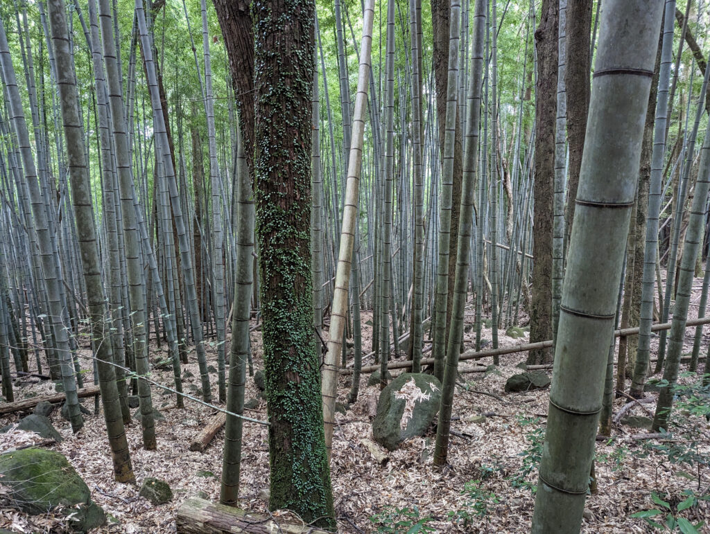 Return to the Field: Plant Collecting in Japan - Arnold Arboretum