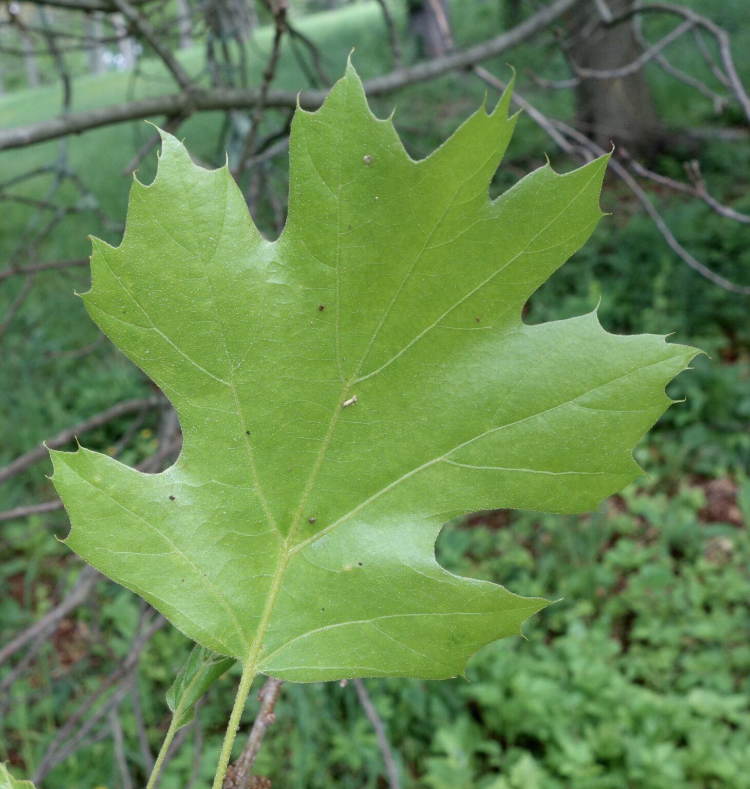 Maple-leaf Oak - Arnold Arboretum