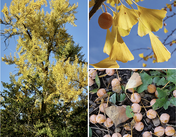 Stop and Smell the Ginkgoes - Arnold Arboretum | Arnold Arboretum
