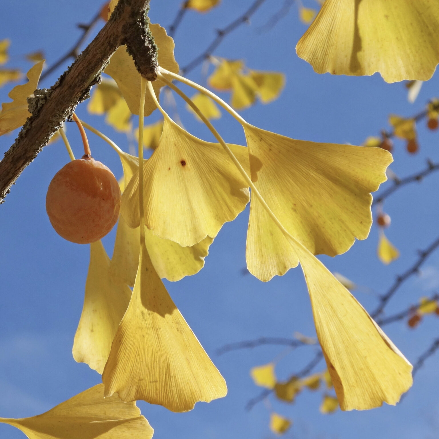 Stop and Smell the Ginkgoes - Arnold Arboretum