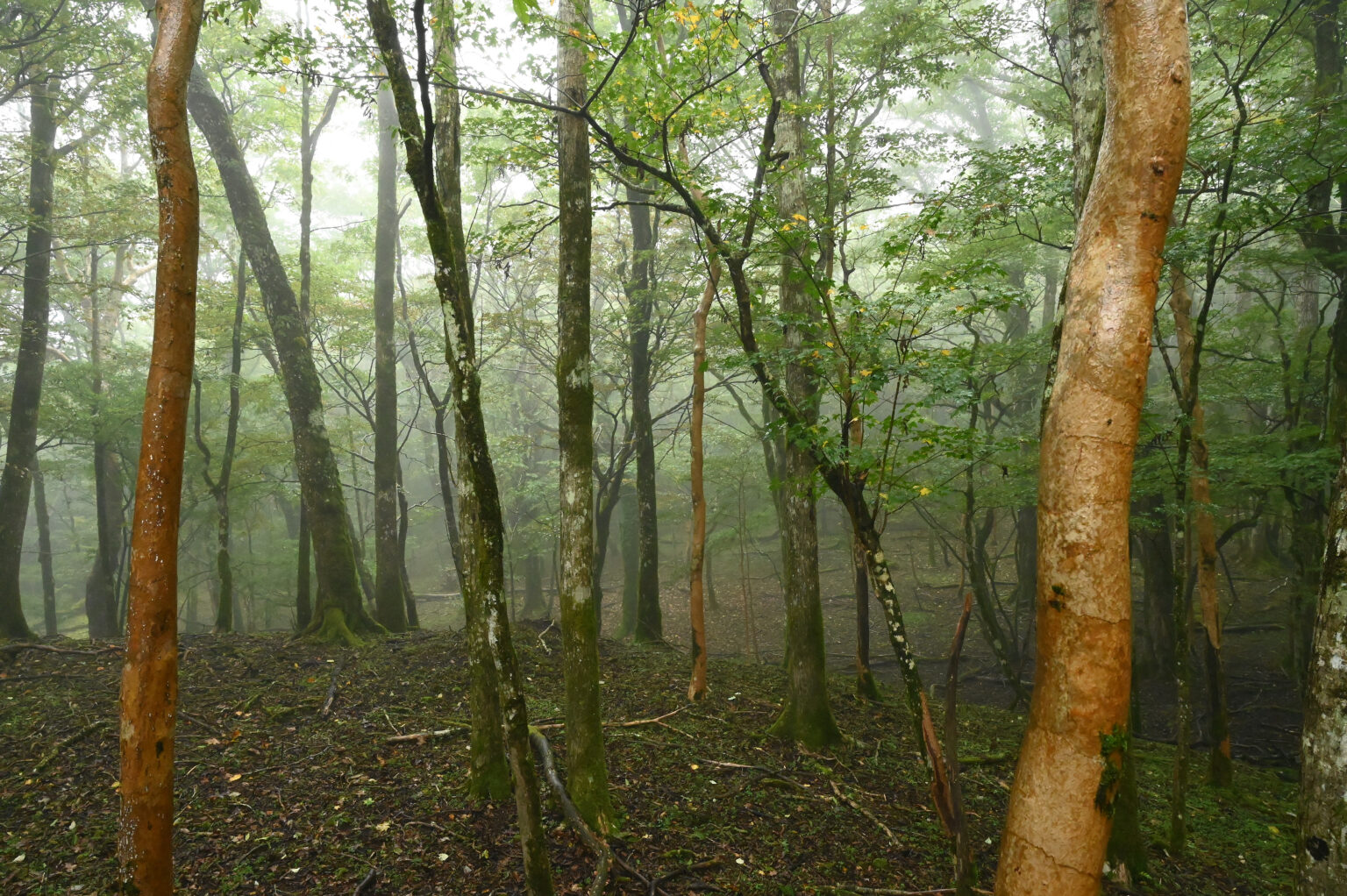 Science and Spirit in the Forests of Central Honshu - Arnold Arboretum