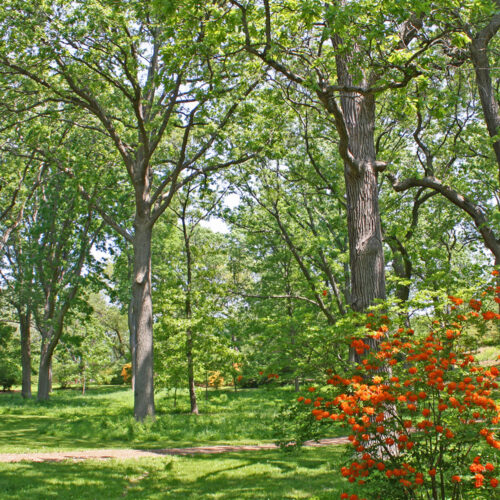 Arboretum Among Host Gardens for 2024 APGA Conference - Arnold ...