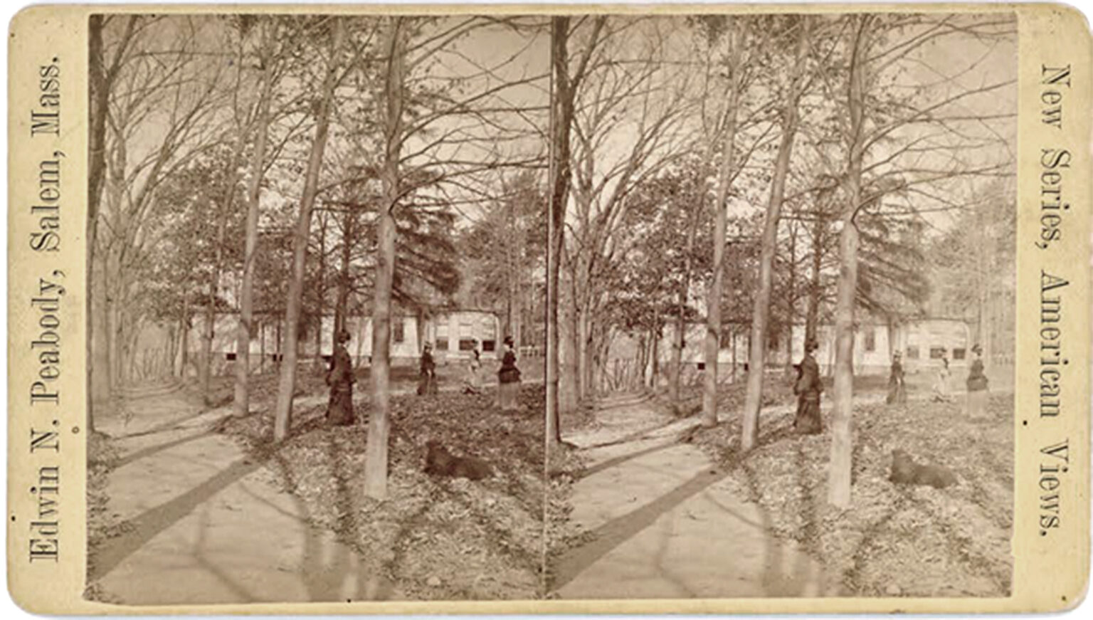 The White Oak Tree at McLean: A Case of Recovery - Arnold Arboretum