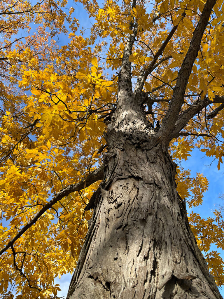 Resiliency in the Managed Landscape: The Case for Hickories - Arnold ...
