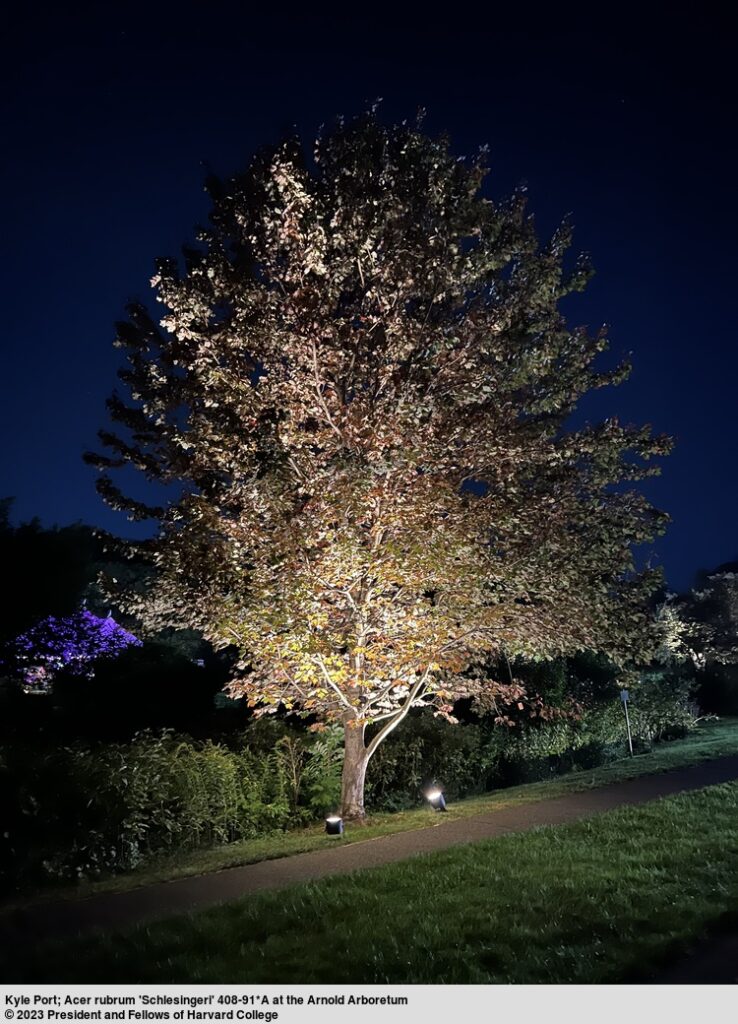 Look Up - Arnold Arboretum