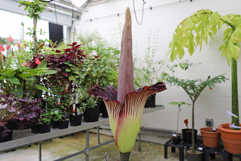 Rare Corpse Plant Blooms at the Arnold Arboretum! - Arnold Arboretum