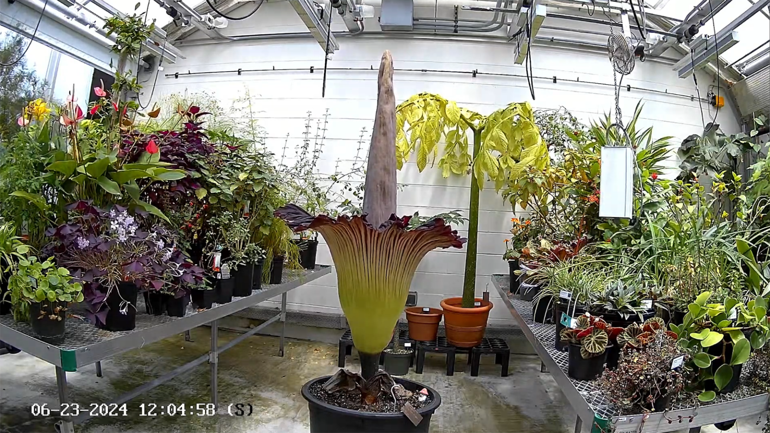 Frequently Asked Questions About the Titan Arum or Corpse Plant ...