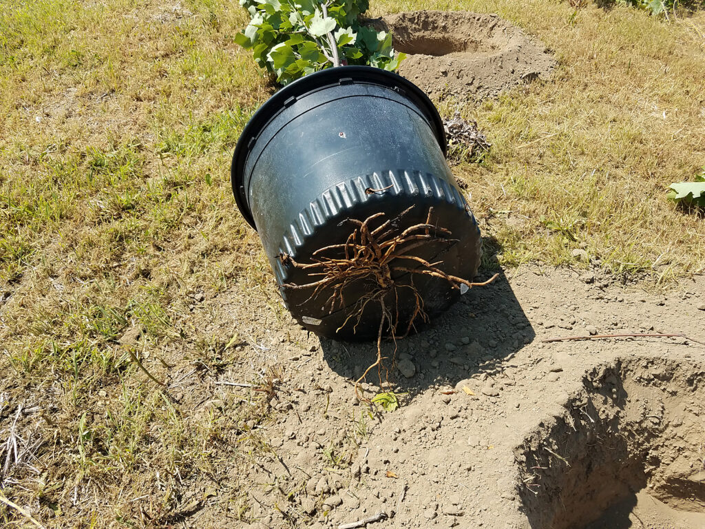 Untangling the Issue of Circling Roots - Arnold Arboretum