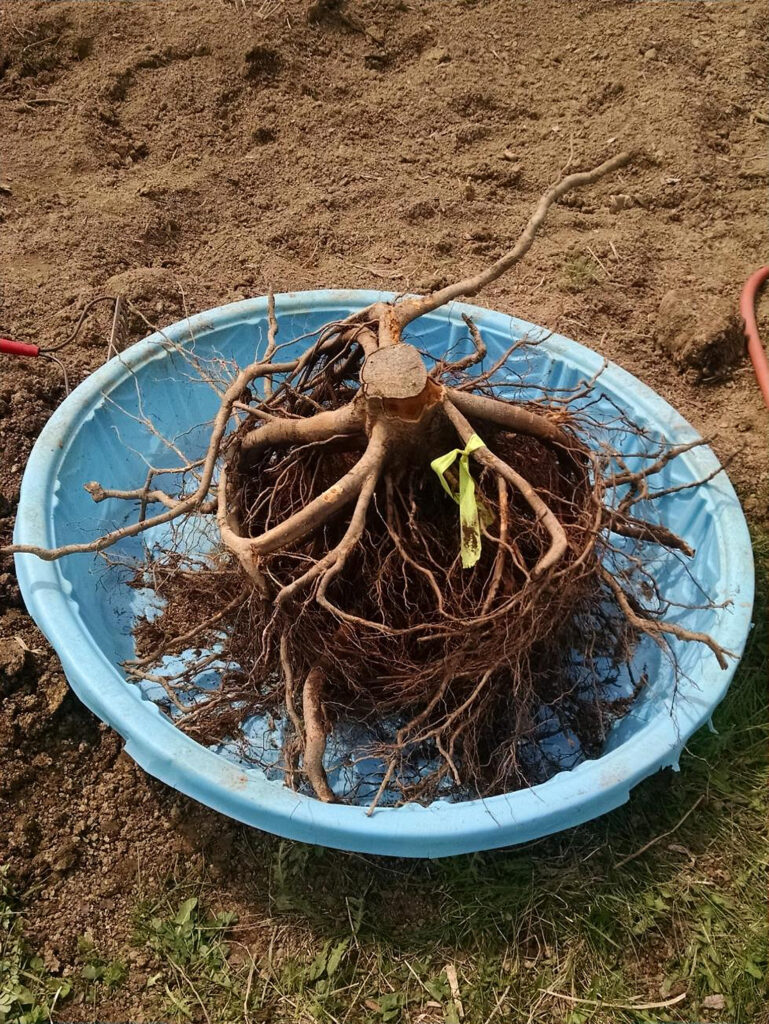 Untangling the Issue of Circling Roots - Arnold Arboretum