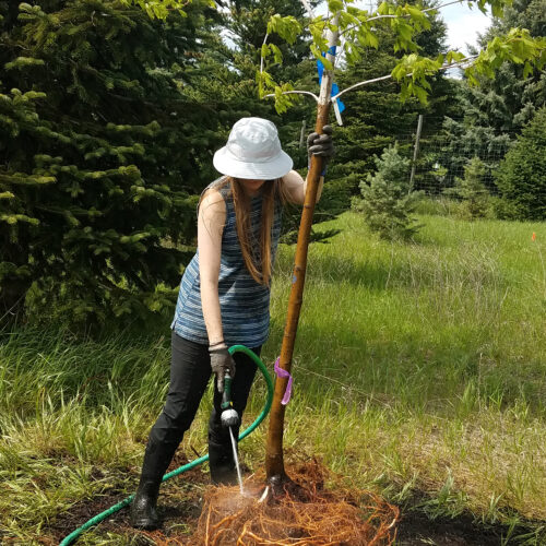 Untangling the Issue of Circling Roots - Arnold Arboretum