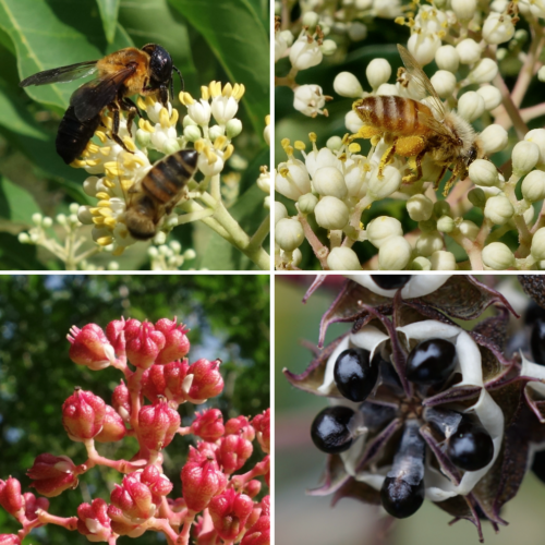 Bee-Bee Tree - Arnold Arboretum | Arnold Arboretum