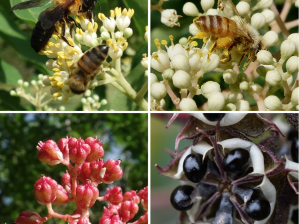 Bee-Bee Tree - Arnold Arboretum | Arnold Arboretum
