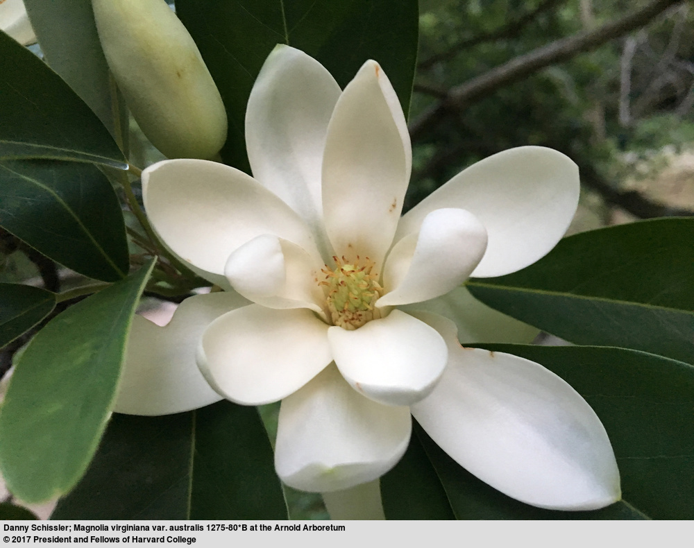 Family Activities - Arnold Arboretum | Arnold Arboretum