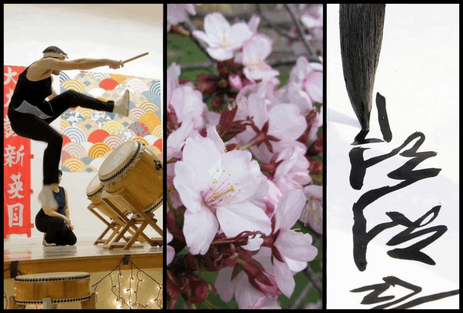 Cherry Blossom Celebration - Arnold Arboretum