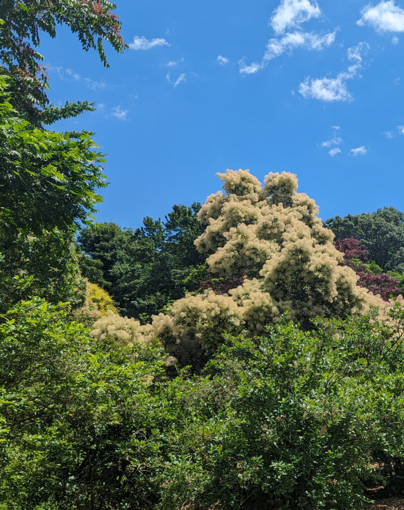 The Arnold Arboretum of Harvard University