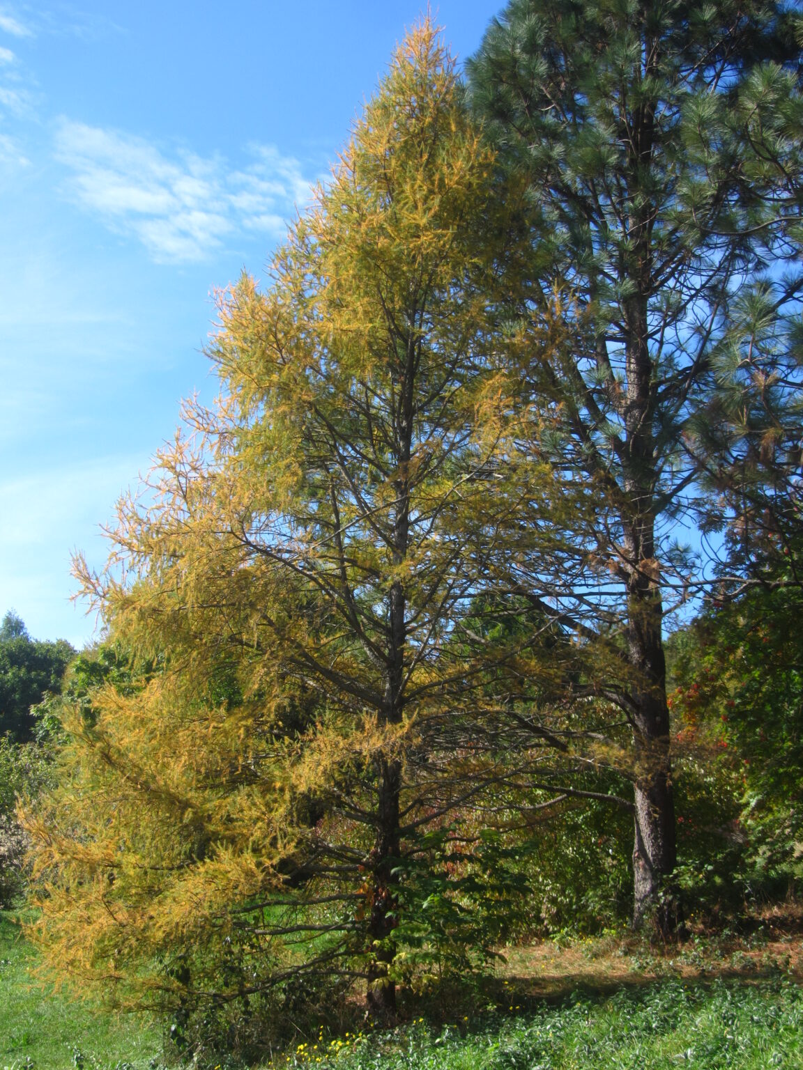 Arb/Art Double Take: Larch + Drawing - Arnold Arboretum